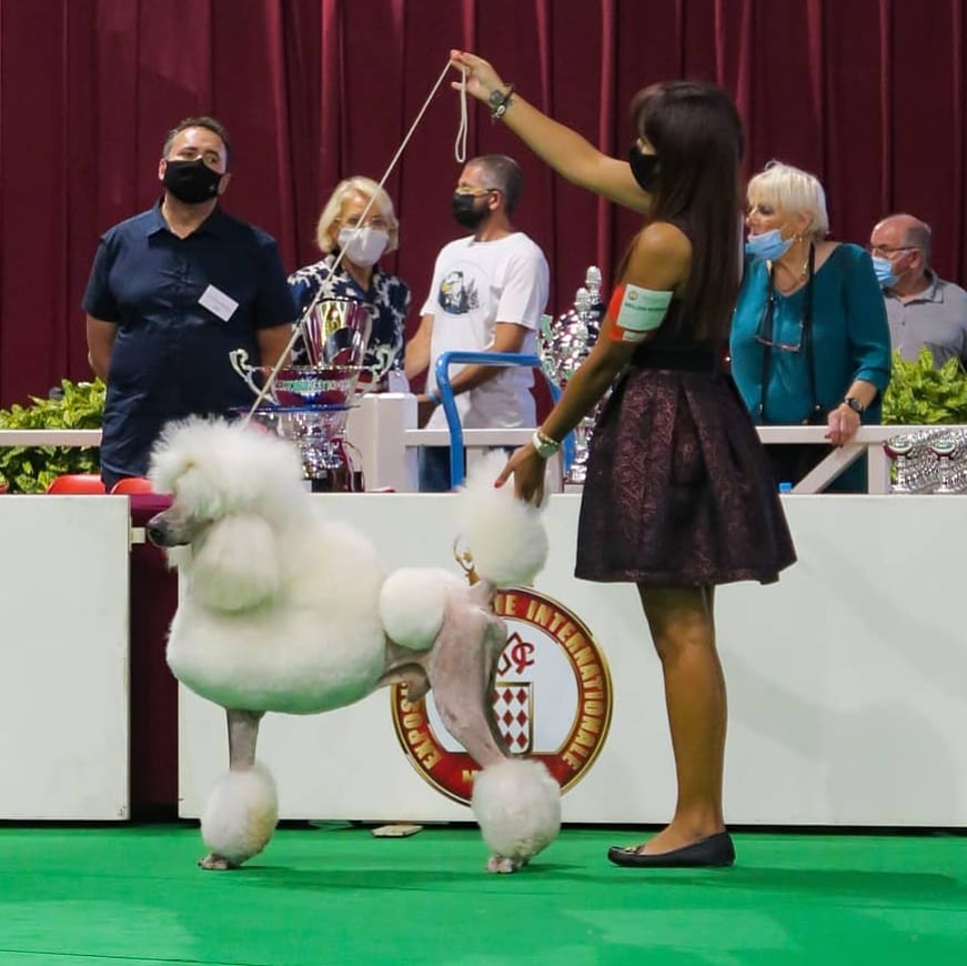 CH Awesome Always Walk On By (Walker) – Pood'els Line